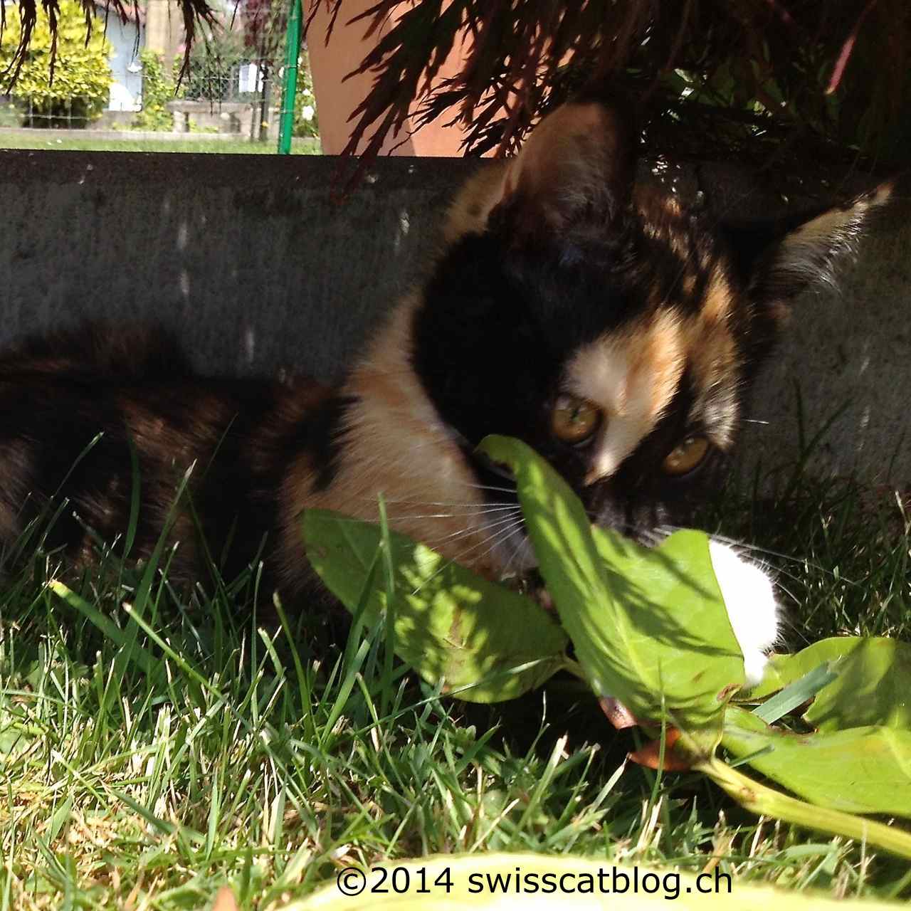 A magnificent weekend in the garden | The Swiss Cats