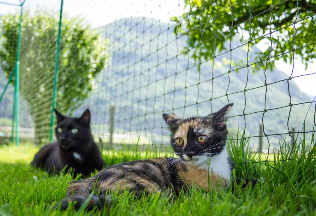 What is an “old” cat ? | The Swiss Cats