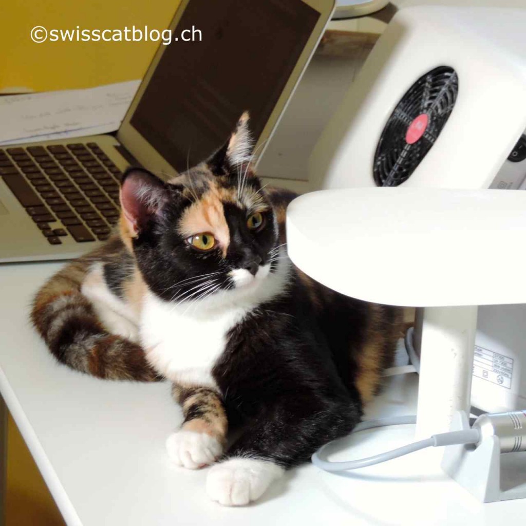 How to reconcile cats and works | The Swiss Cats