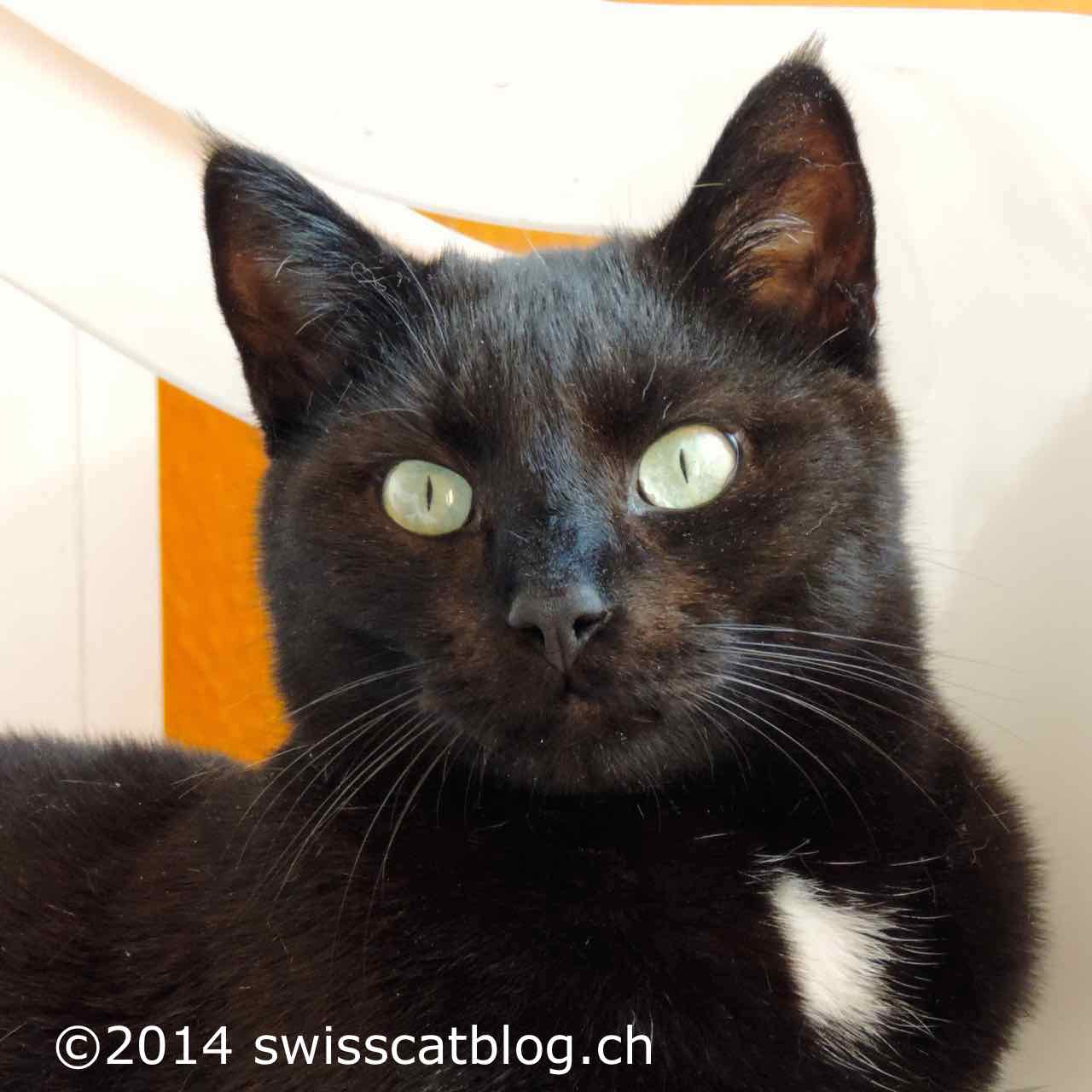 Secret Paws 2014 | The Swiss Cats