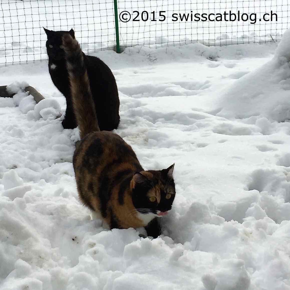 Snow story | The Swiss Cats