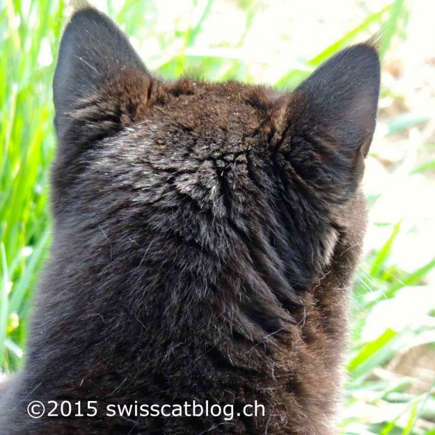 Message | The Swiss Cats