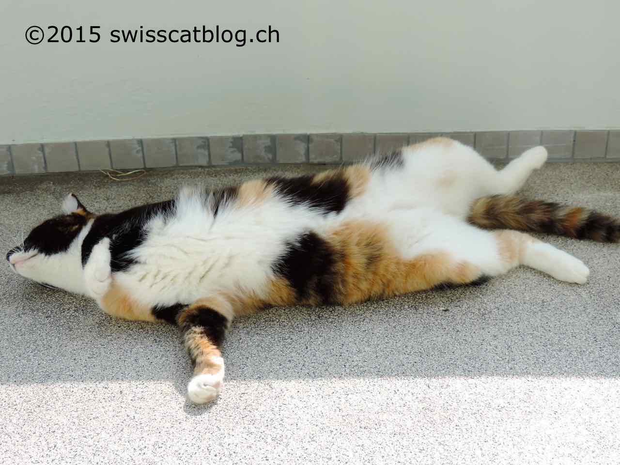 Cuteness in practice | The Swiss Cats