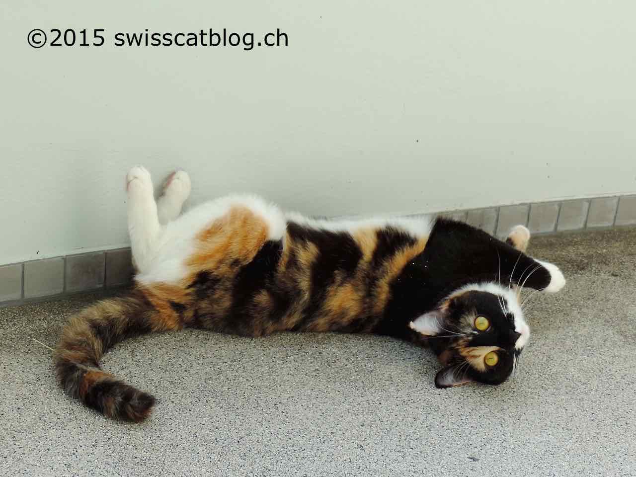 Cuteness in practice | The Swiss Cats