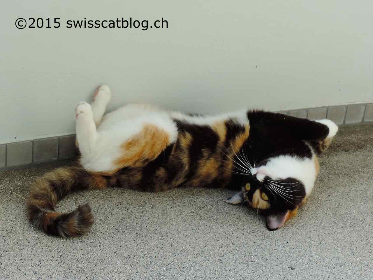 Cuteness in practice | The Swiss Cats