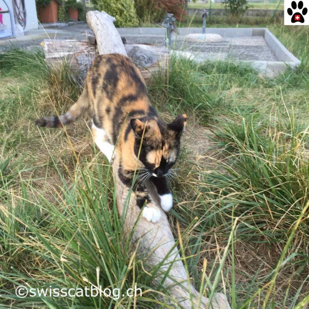 Indépendant | The Swiss Cats