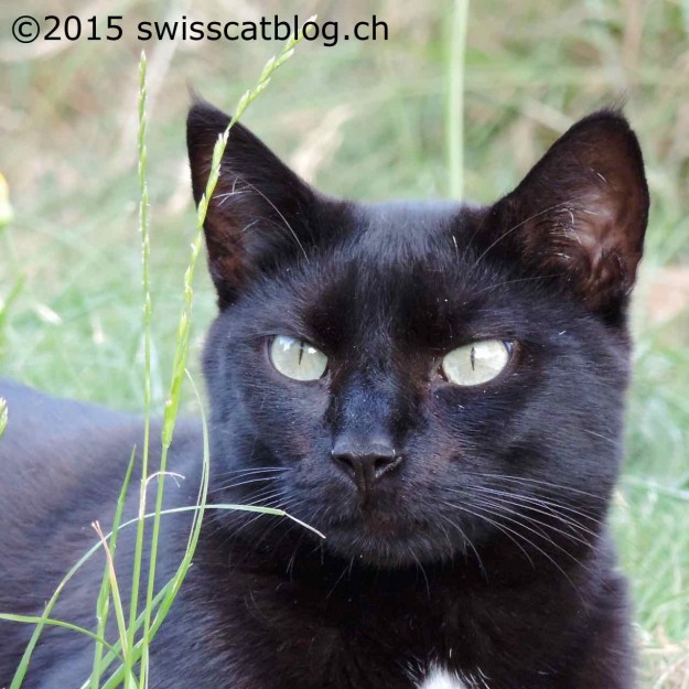 Calm, friendly, and good | The Swiss Cats