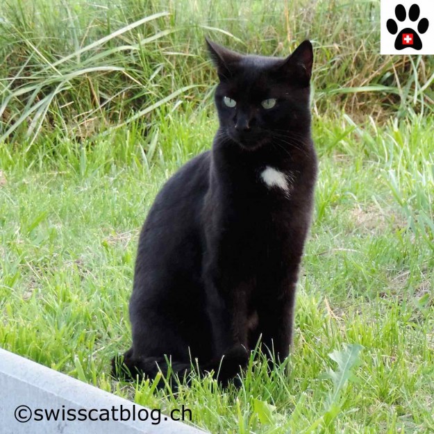 Calme | The Swiss Cats