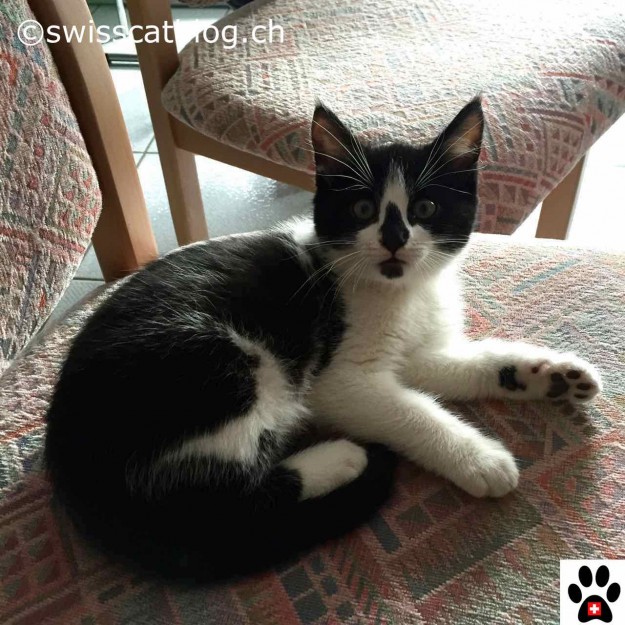 Cute selfies | The Swiss Cats