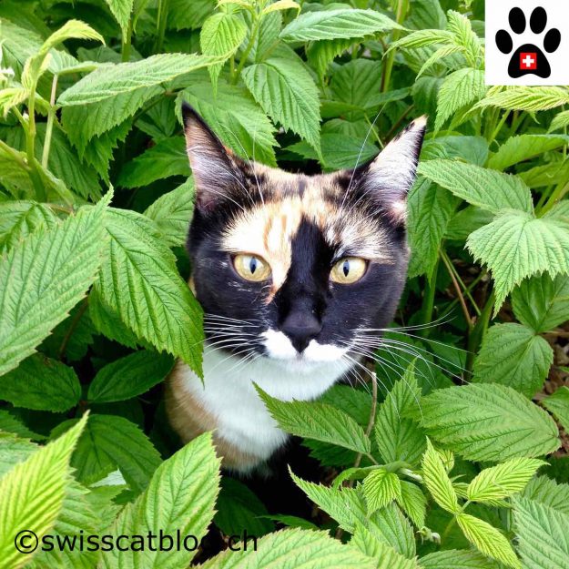 Territorial monitoring | The Swiss Cats