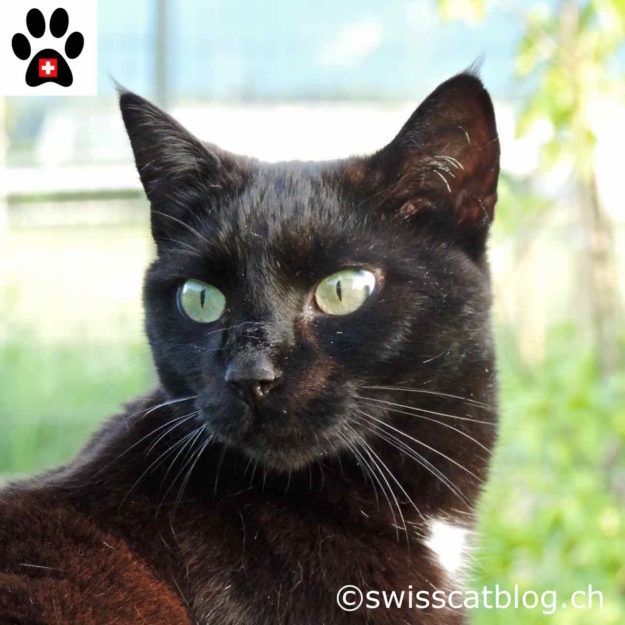 Guess who celebrates his birthday today ? | The Swiss Cats