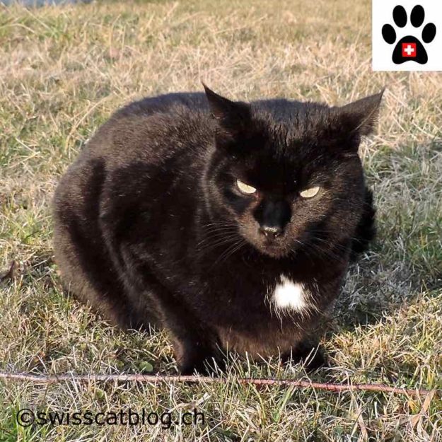 Plus que quelques heures ! | The Swiss Cats