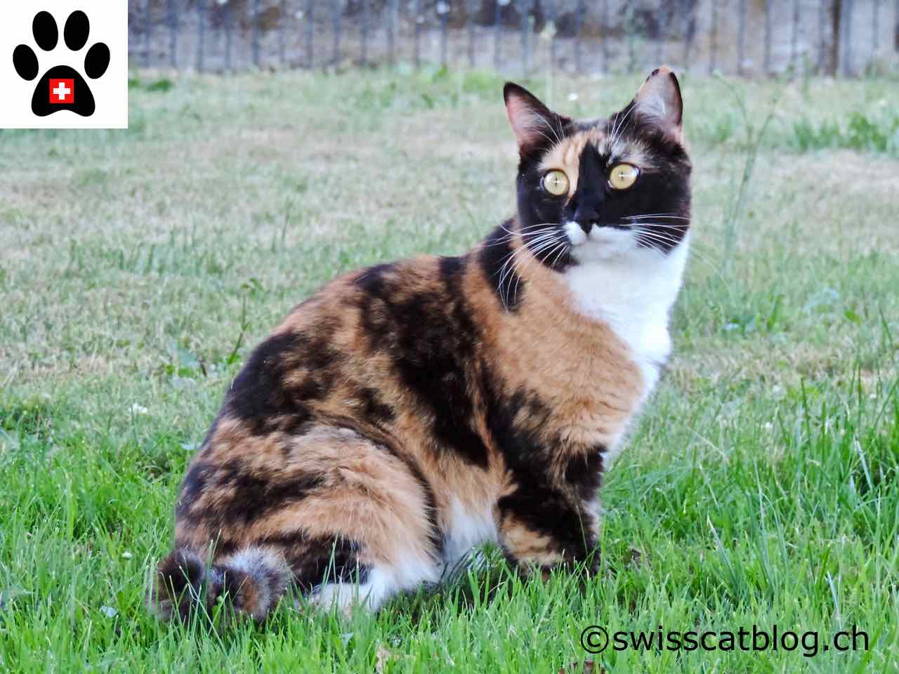 Recognition | The Swiss Cats