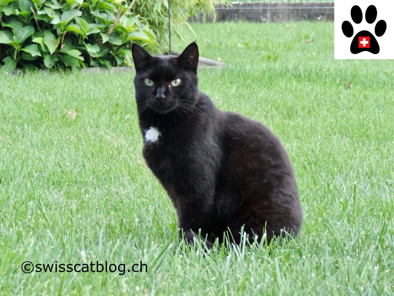 An original gift | The Swiss Cats