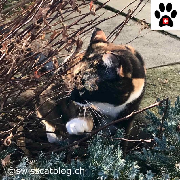 Wordless Wednesday | The Swiss Cats