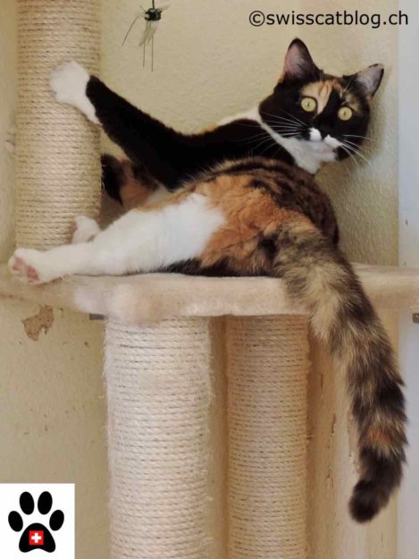 An unusual visitor | The Swiss Cats