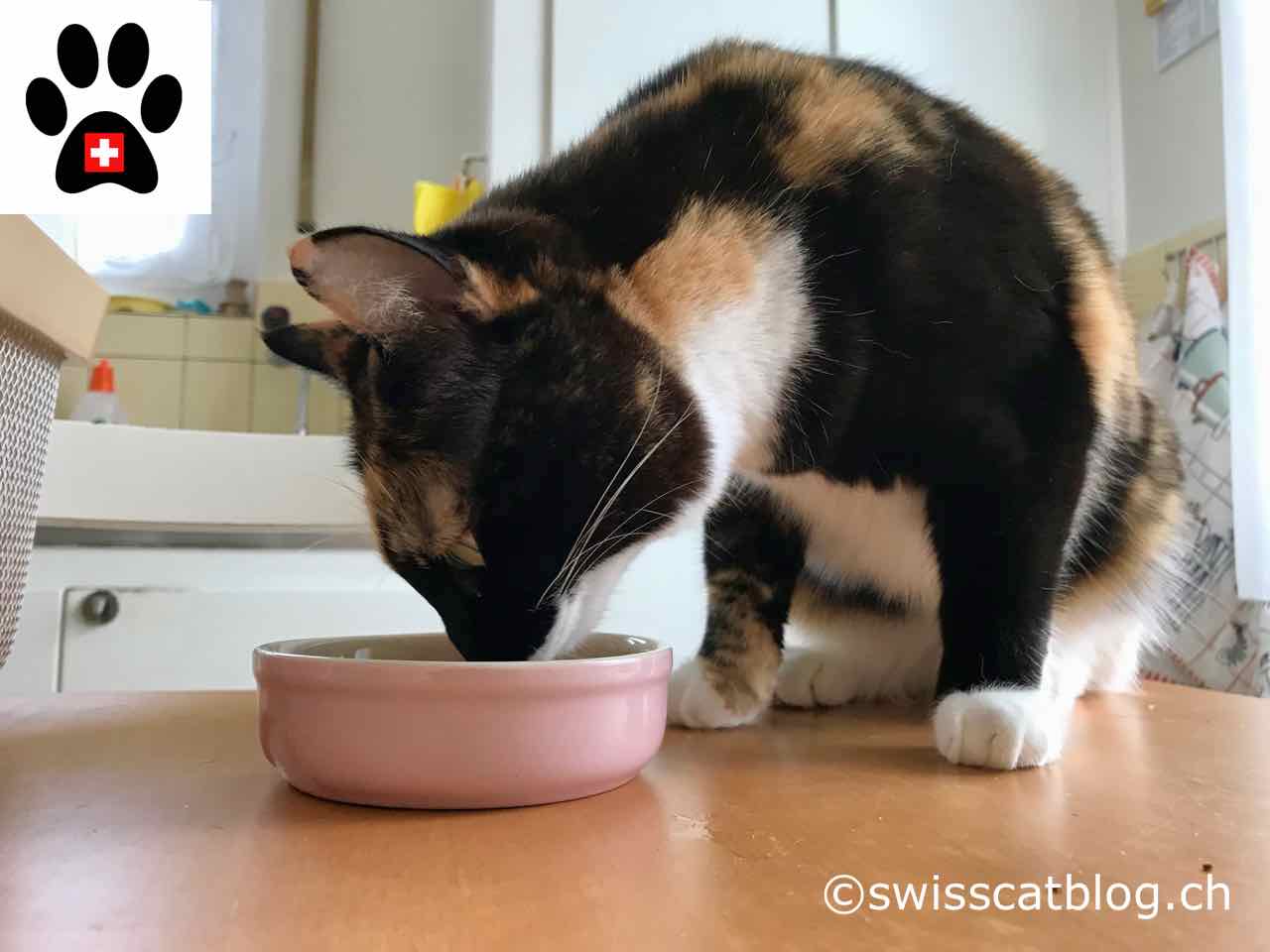 We celebrate Cheese Fondue Day ! | The Swiss Cats