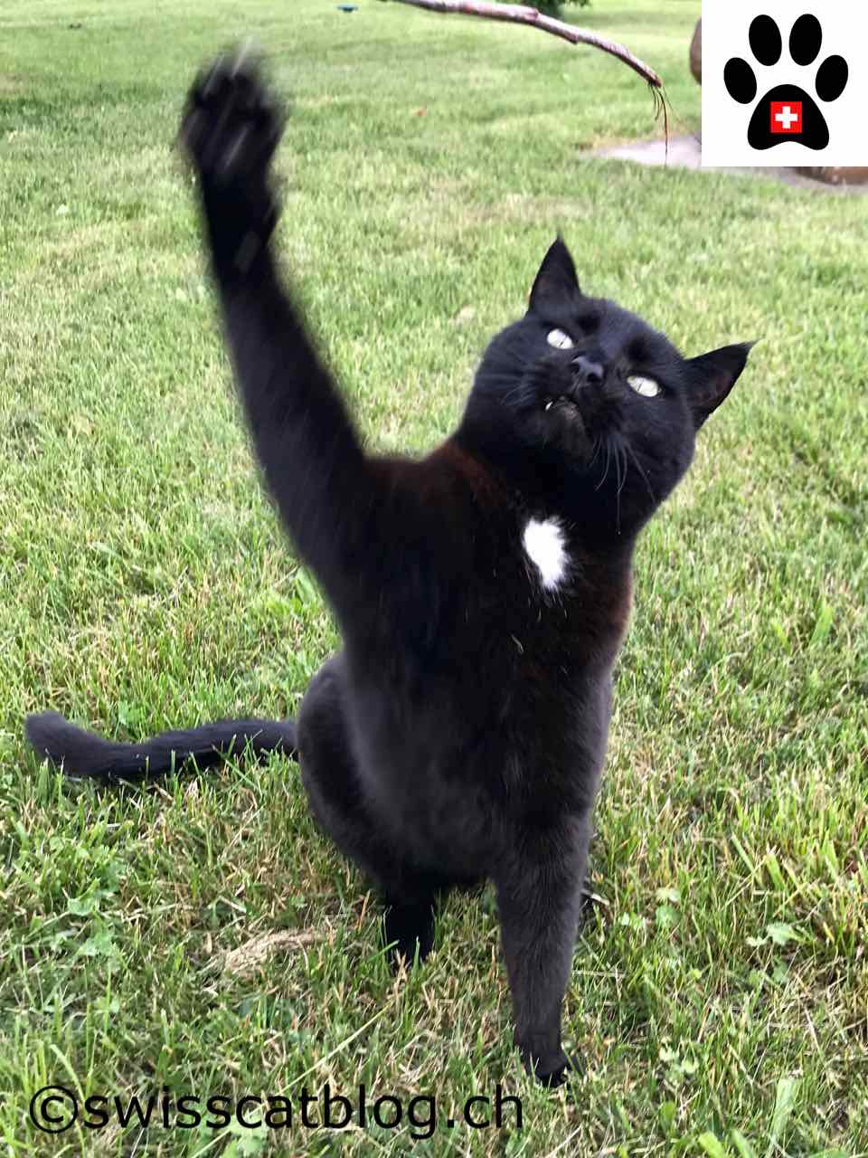 Garden cats | The Swiss Cats