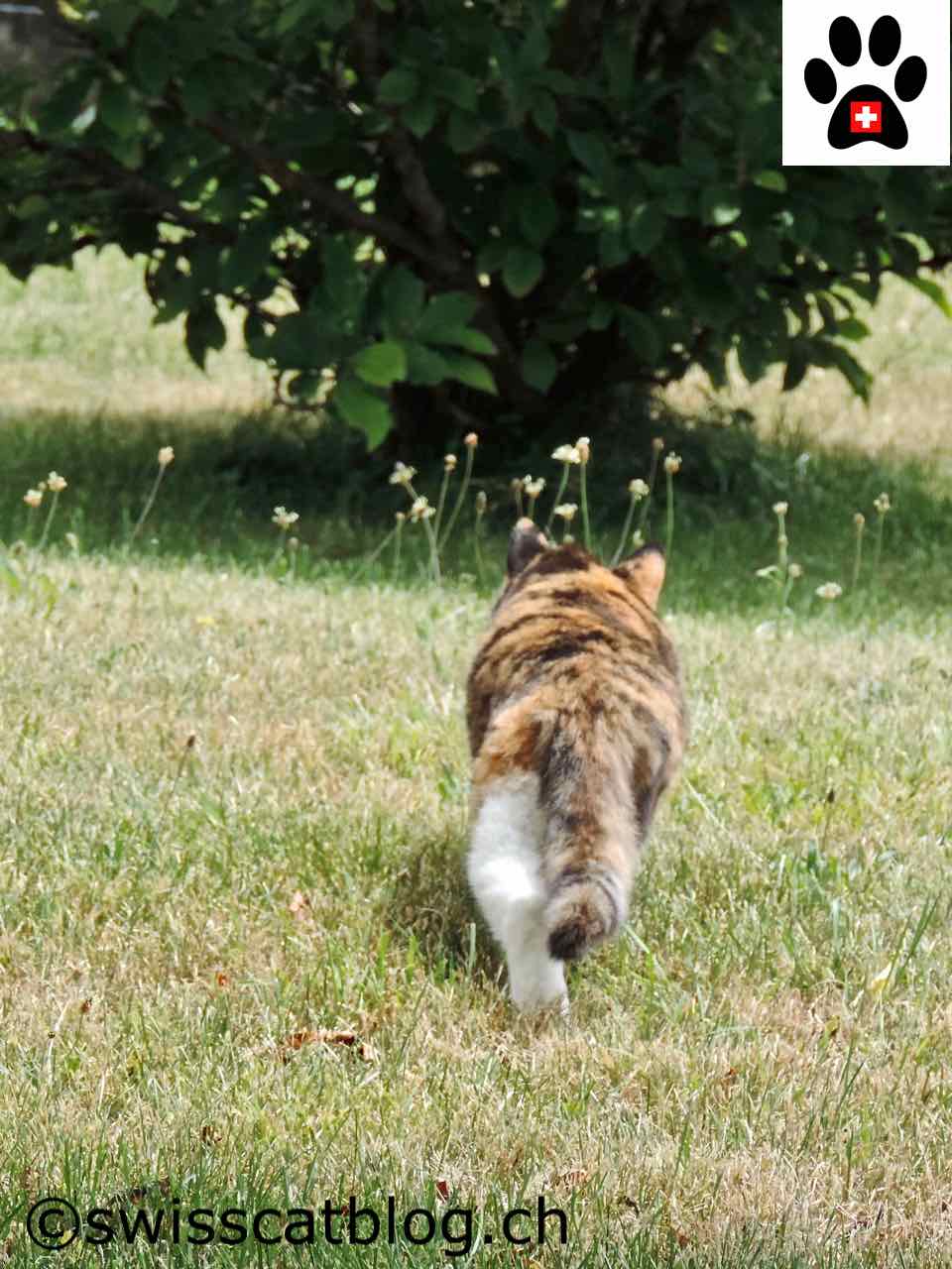 The Swiss Cats | Feline thoughts and feline lifestyle by The Swiss Cats