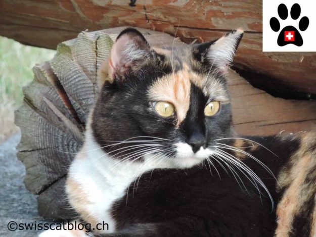 It’s apple season ! | The Swiss Cats