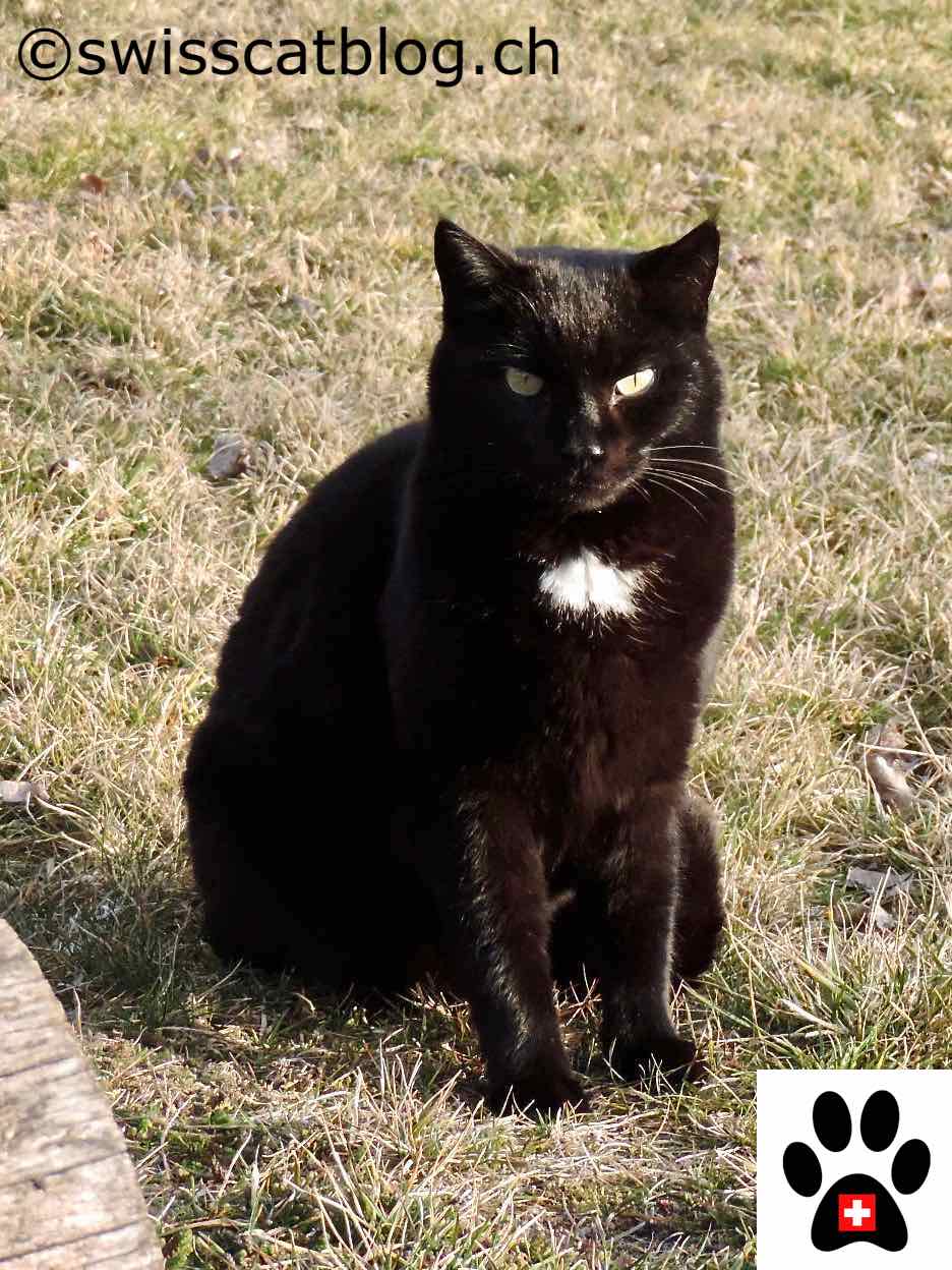 A week in the sun | The Swiss Cats