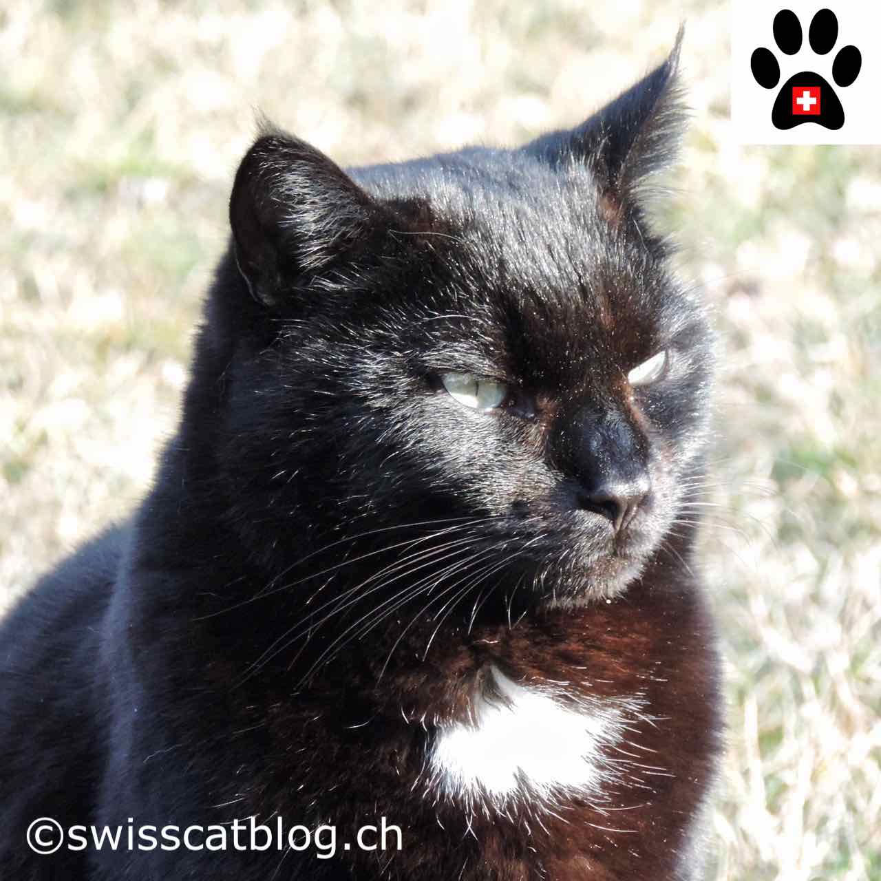 Commentathon : vous êtes supers ! | The Swiss Cats