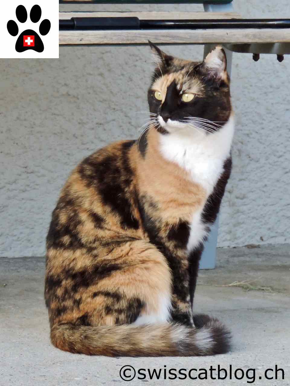 Time for living | The Swiss Cats