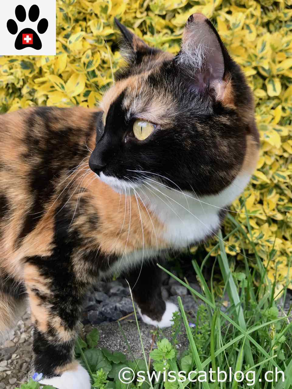 Résultats de mon commentathon | The Swiss Cats