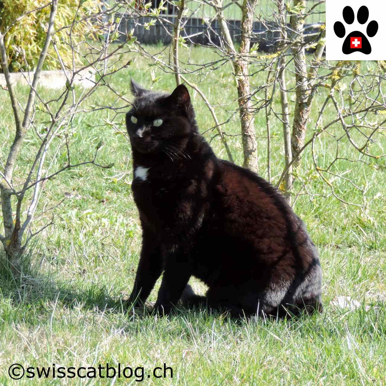 Gifts from nature | The Swiss Cats