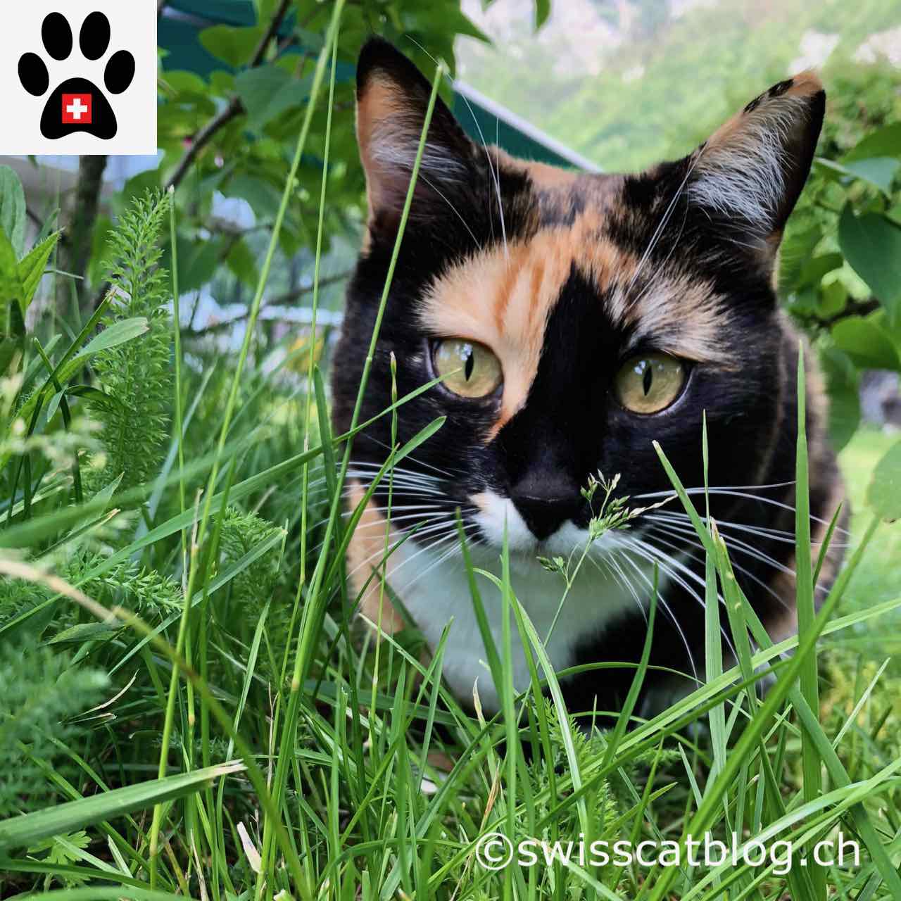 Dans les vignes | The Swiss Cats