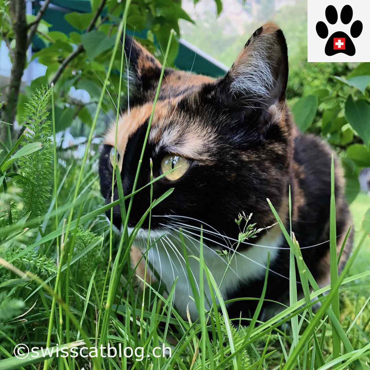 Finally the holidays ! | The Swiss Cats