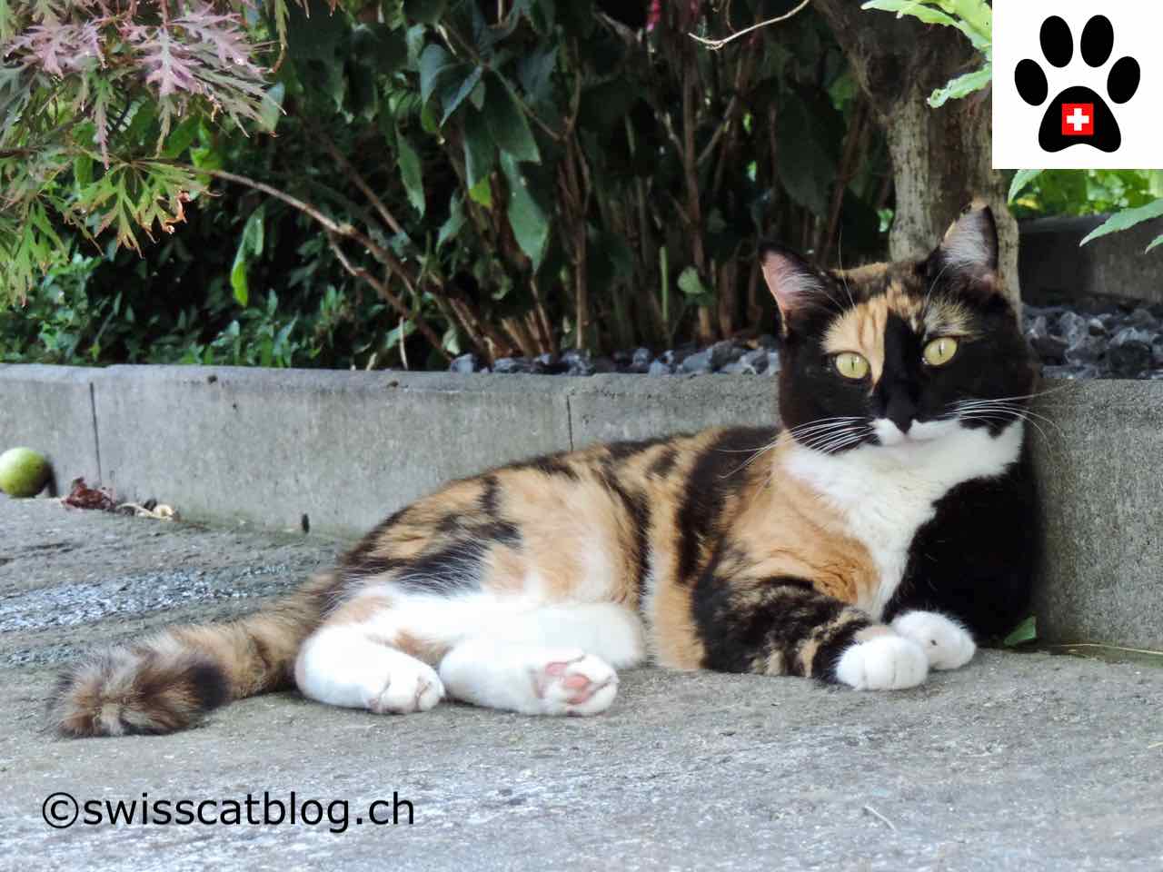 Chain reaction | The Swiss Cats