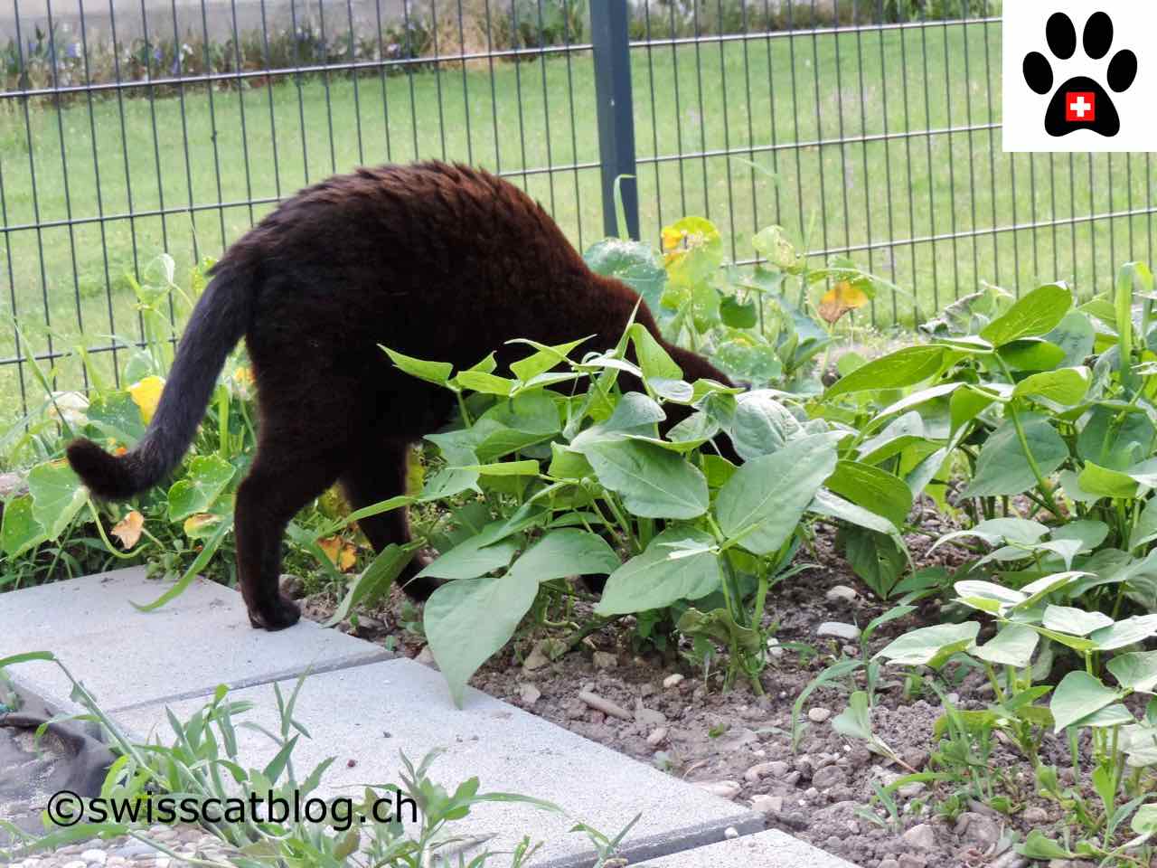 Surprise ! | The Swiss Cats