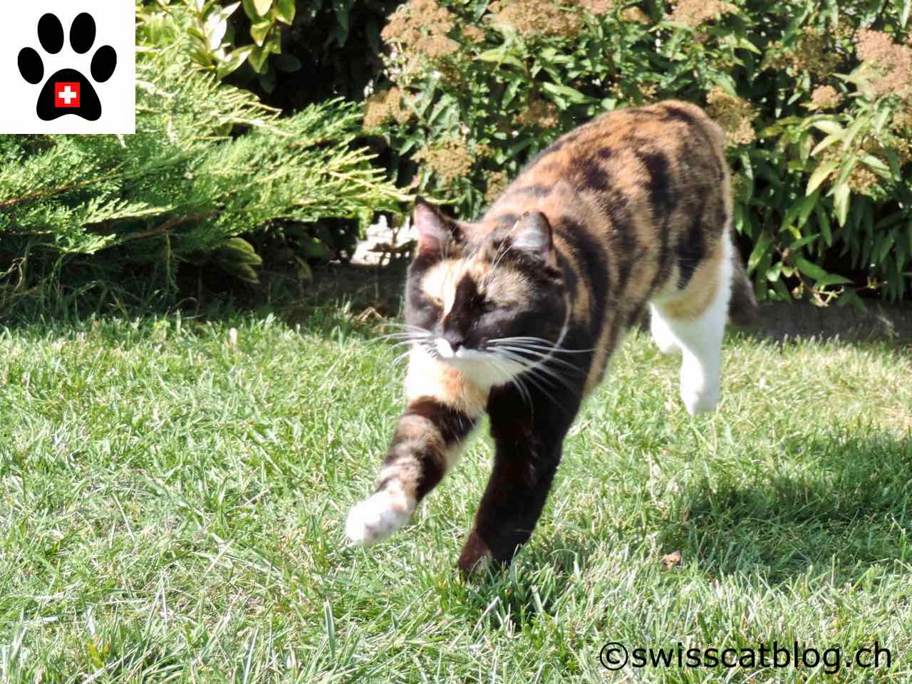 First days of autumn | The Swiss Cats