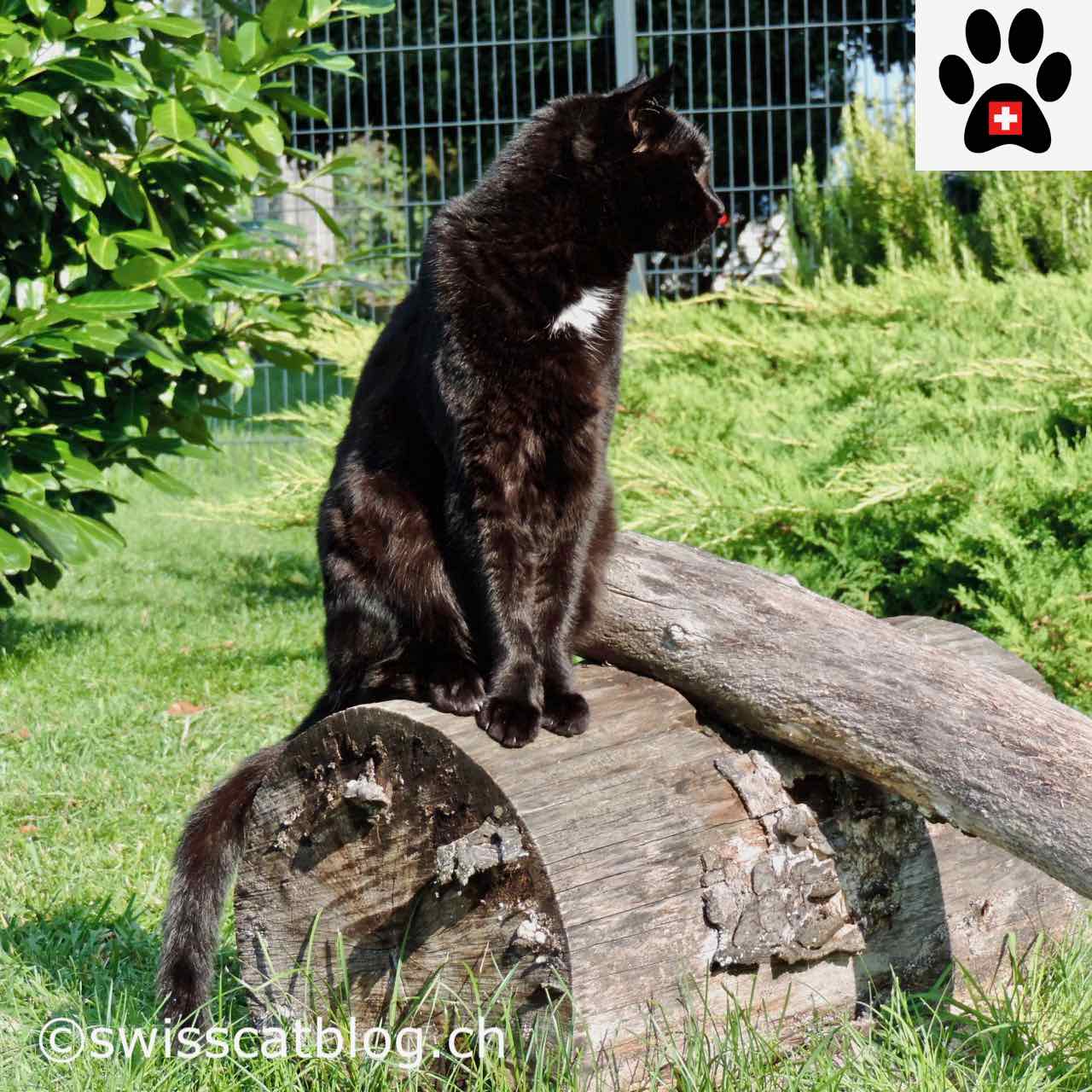 Wordless Wednesday | The Swiss Cats