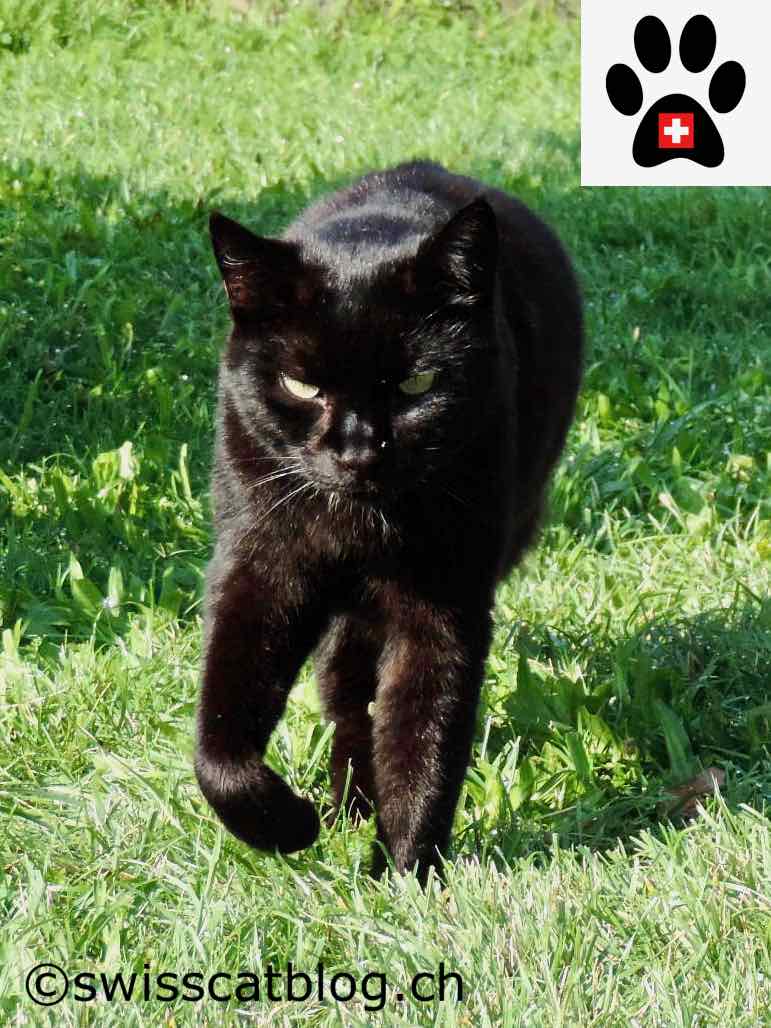 End of summer | The Swiss Cats