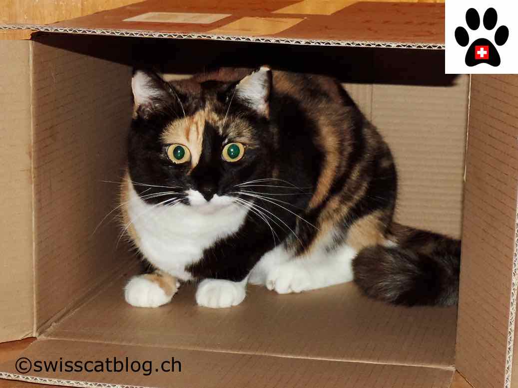 Retrospective 2019 | The Swiss Cats