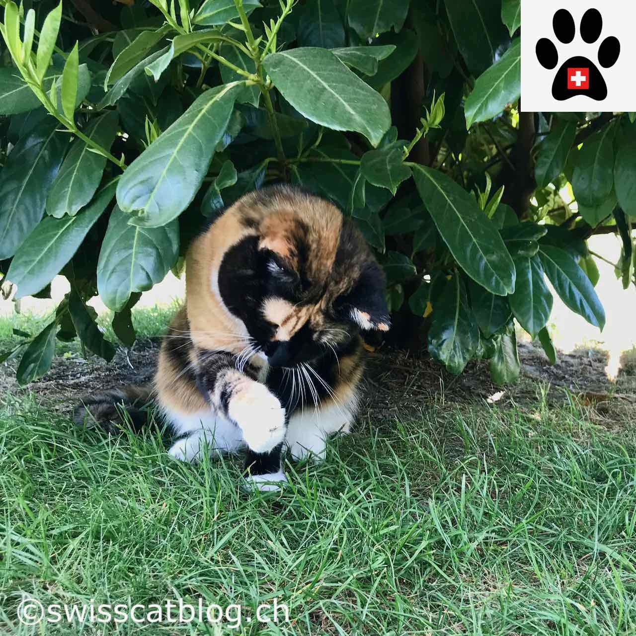 Il y a 6 ans | The Swiss Cats