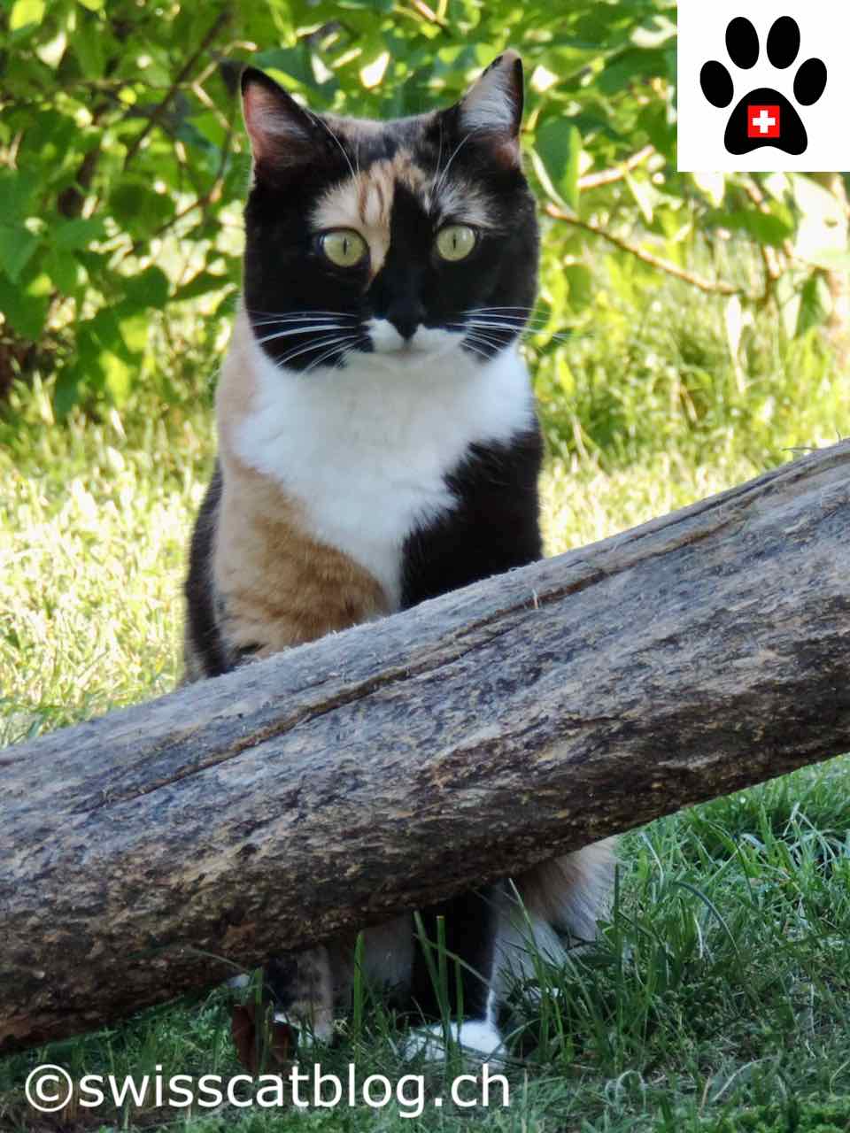 Holidays and walk | The Swiss Cats