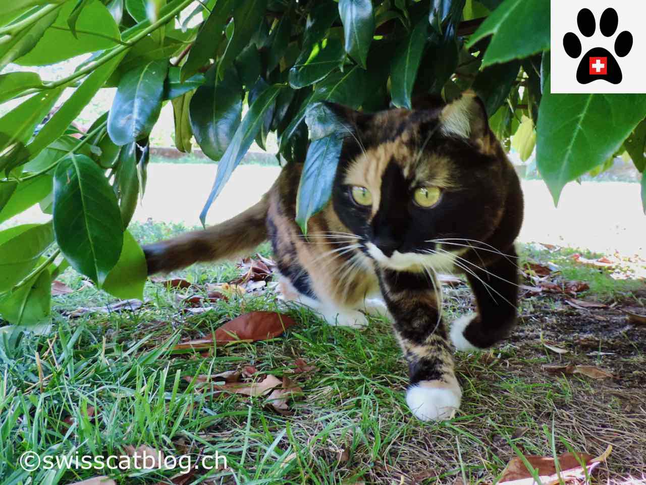 Back from Interim | The Swiss Cats