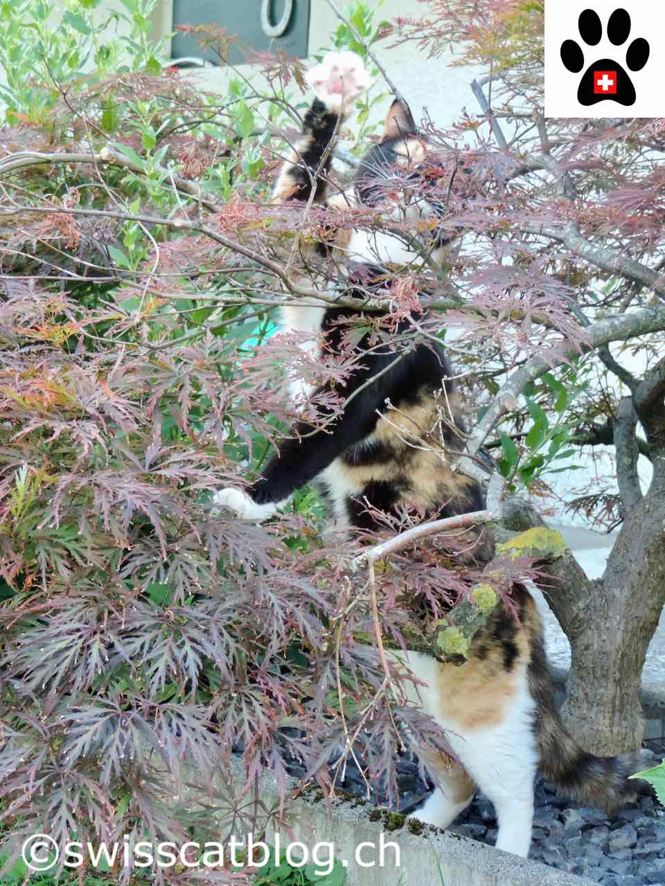 Holidays and walk | The Swiss Cats