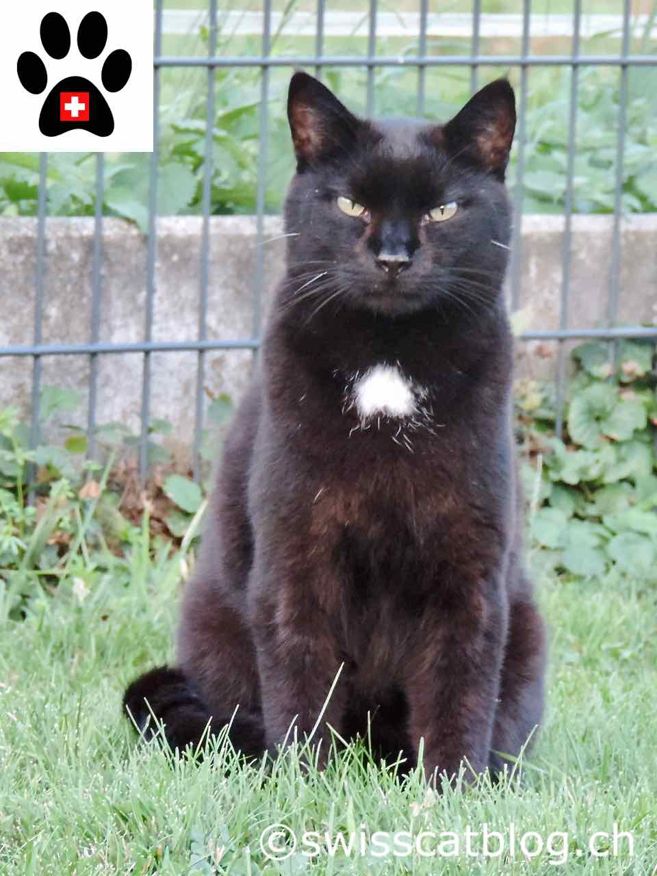 Invisible cat | The Swiss Cats