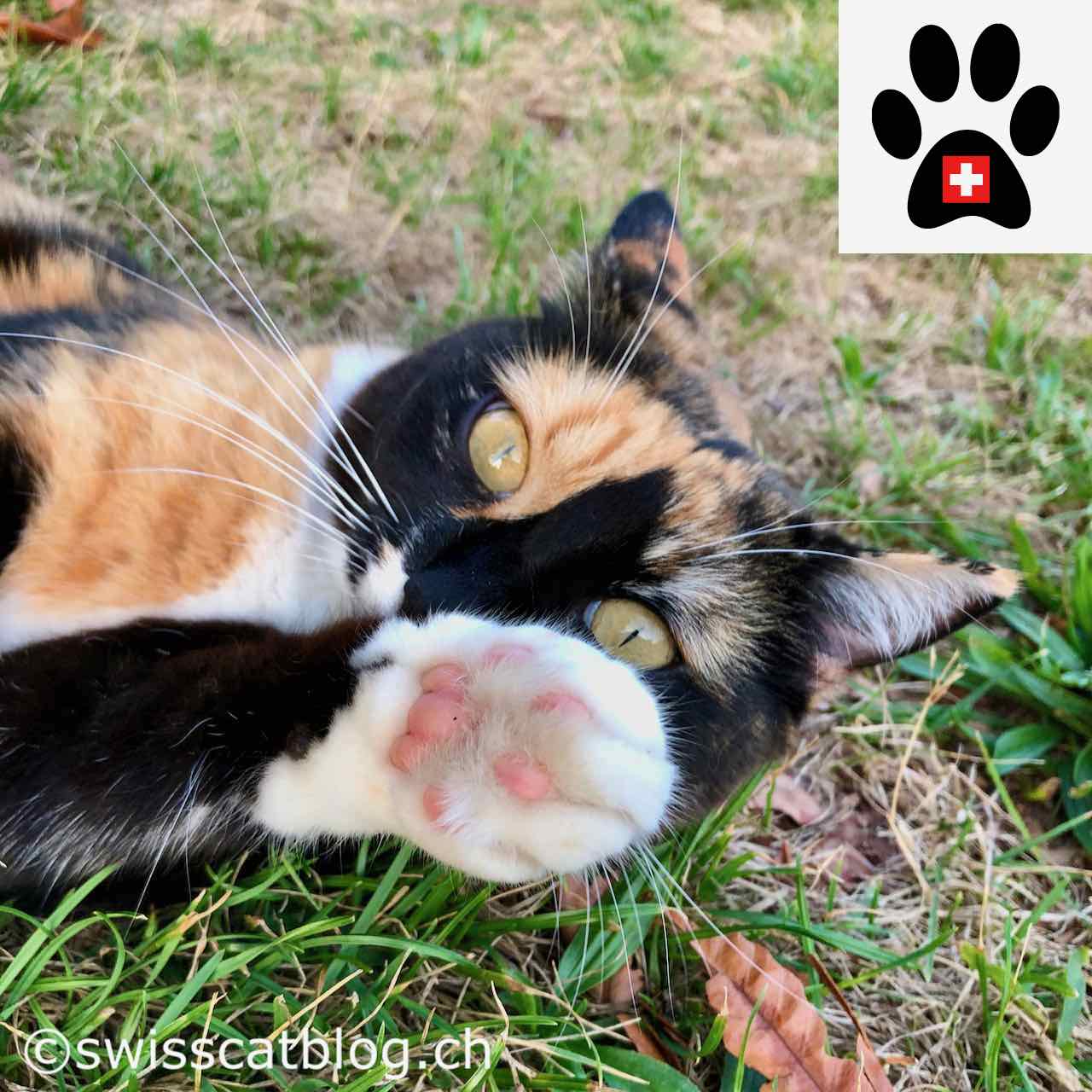 What an amazing weekend ! | The Swiss Cats