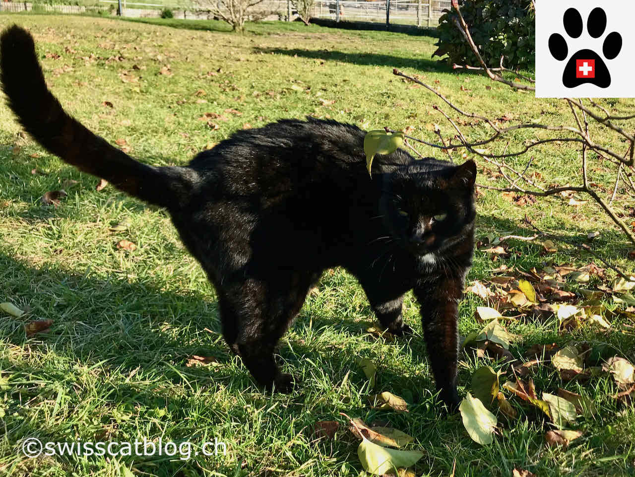 Bye bye 2020 ! | The Swiss Cats