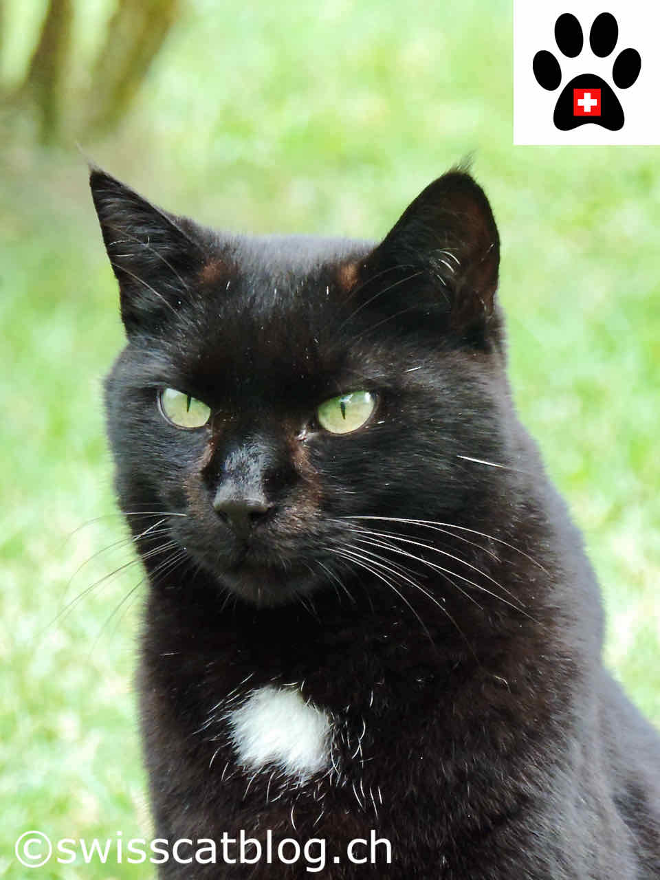 A special thought for you | The Swiss Cats