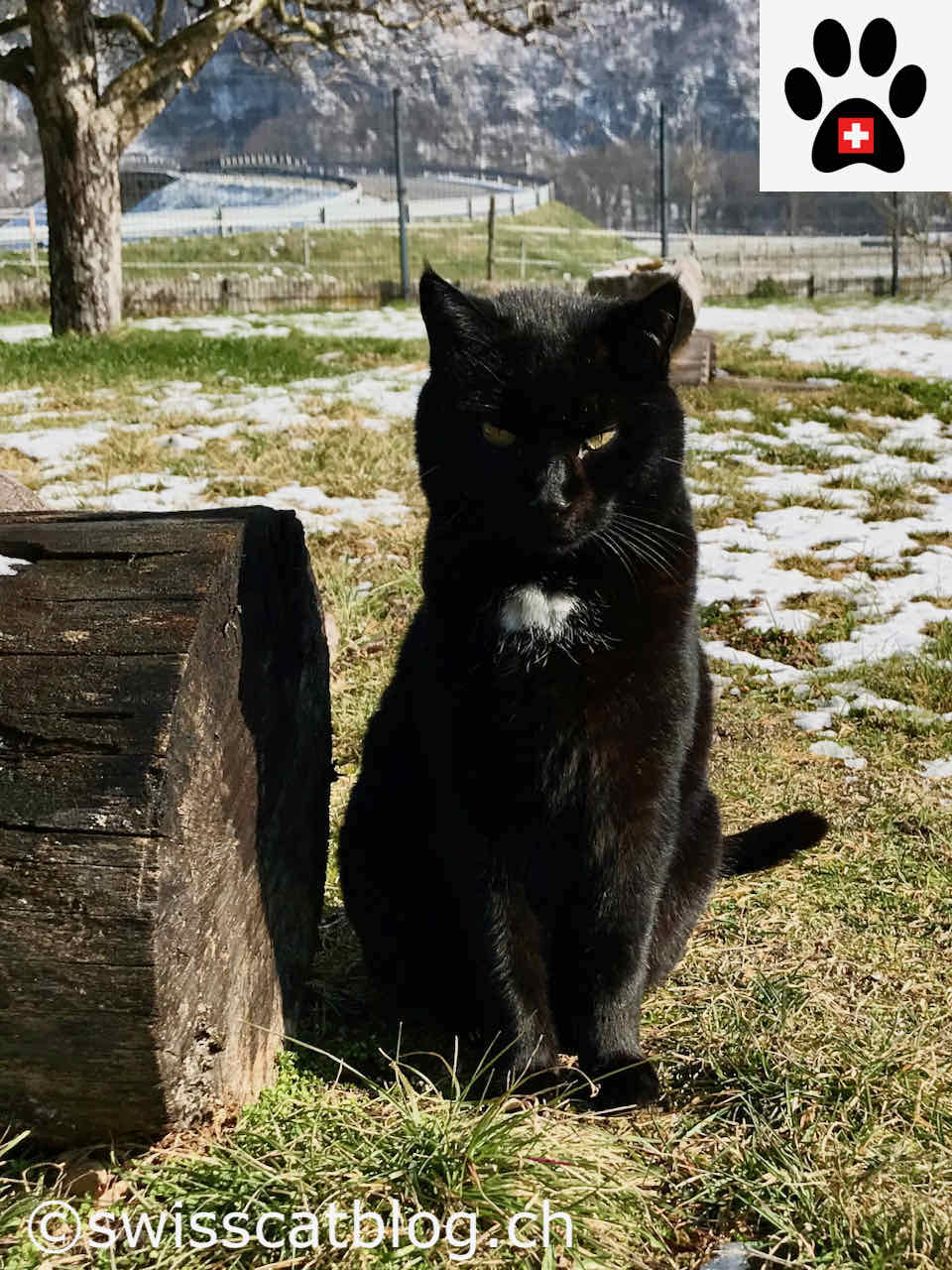 Anniversaire d’adoption et commentathon ! | The Swiss Cats