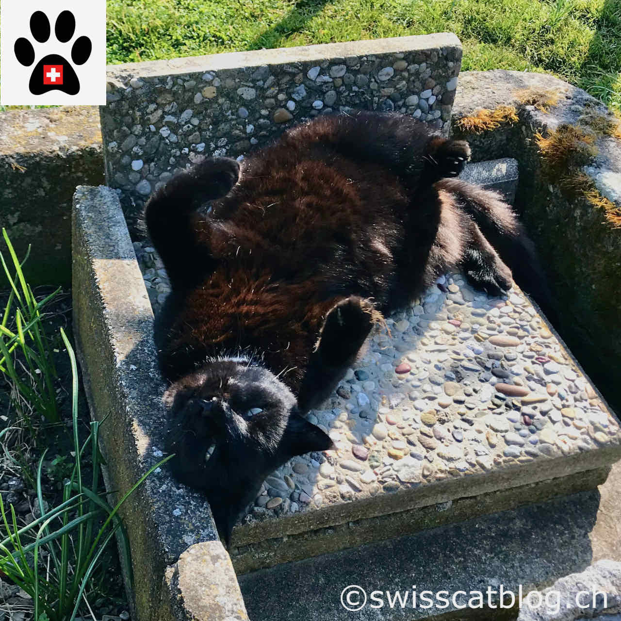 Vous êtes les meilleurs ! | The Swiss Cats