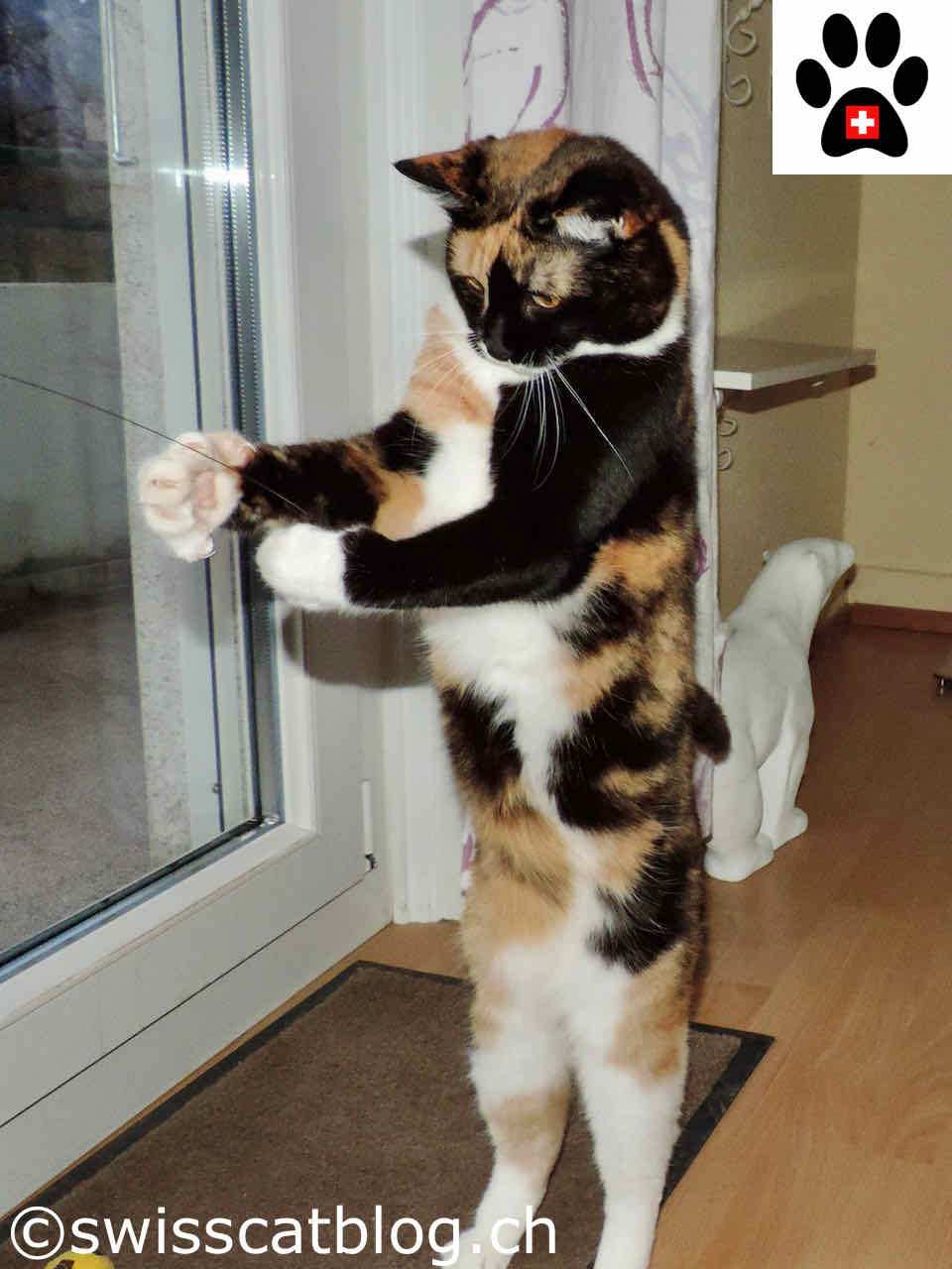 Seven years, the age of reason, really ? | The Swiss Cats