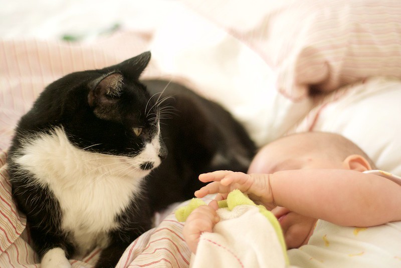 Comment préparer votre chat à l’arrivée d’un bébé dans la famille ...