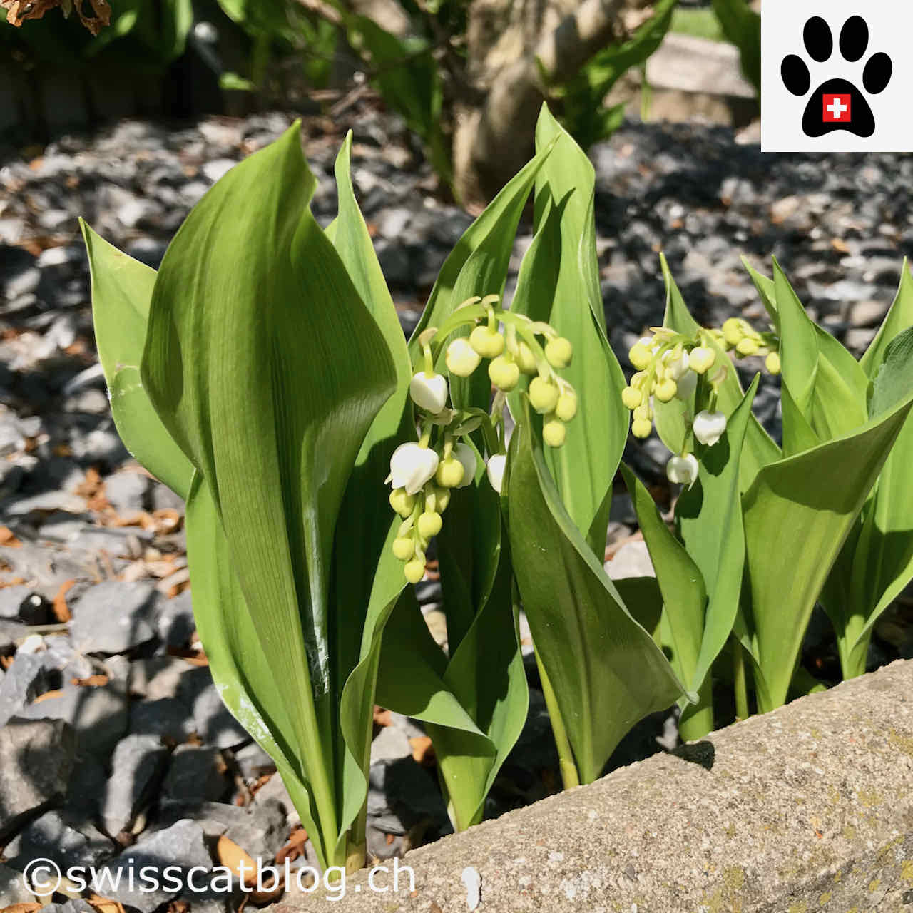 A little sprig of lily of the valley | The Swiss Cats